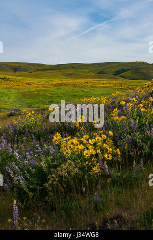 Spring flowers mear the Columbia River Gorge Stock Photo - Alamy
