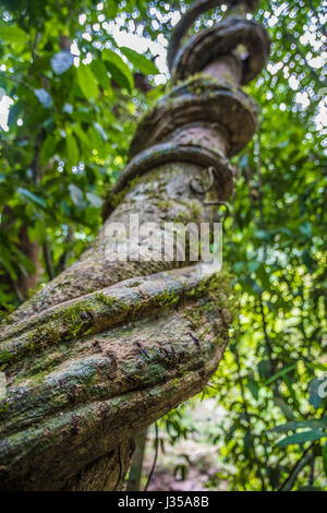 A liana tangled tree trunk in the rainforest, Ecuador Stock Photo - Alamy