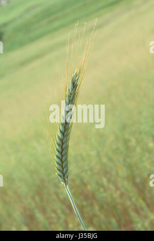 Beautiful wheat branch to use as wallpaper Stock Photo - Alamy