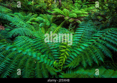 Tree Fern in Melba Gully, Great Otway National Park, Victoria ...