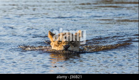 Lioness is swimming through the swamp. Okavango Delta Stock Photo - Alamy