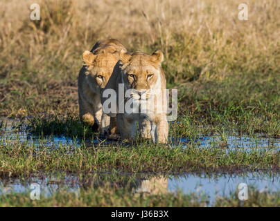 Two lionesses pass the swamp in a ford. Okavango Delta Stock Photo - Alamy