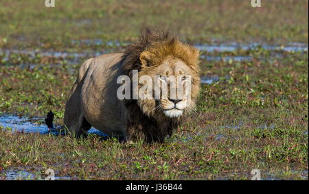 Lion goes through the swamp. Okavango Delta Stock Photo - Alamy