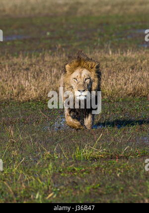 Lion goes through the swamp. Okavango Delta Stock Photo - Alamy