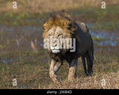 Lion goes through the swamp. Okavango Delta Stock Photo - Alamy