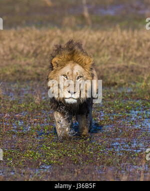 Lion goes through the swamp. Okavango Delta Stock Photo - Alamy