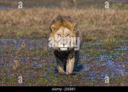 Lion goes through the swamp. Okavango Delta Stock Photo - Alamy