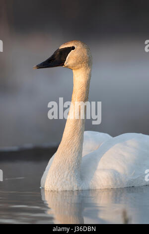 Pair of Trumpeter Swans in Minnesota Stock Photo - Alamy