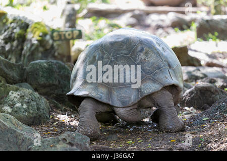 Hybrid turtle in the highlands of Floreana Stock Photo - Alamy