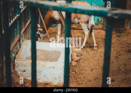 giza, egypt, march 4, 2017: scimitar-horned oryx in cage at giza zoo ...