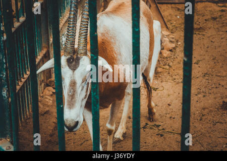 giza, egypt, march 4, 2017: scimitar-horned oryx in cage at giza zoo ...