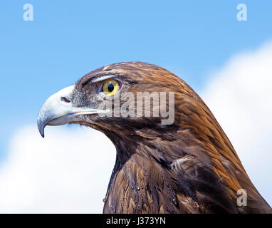 Golden Eagle profile portrait, Colorado Stock Photo - Alamy