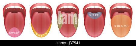 Tongue with five taste areas sweet, sour, salty, bitter and umami ...