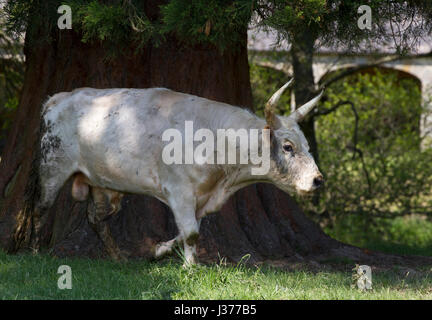 Chillingham Wild White Cattle, single adult male walking in woodland ...
