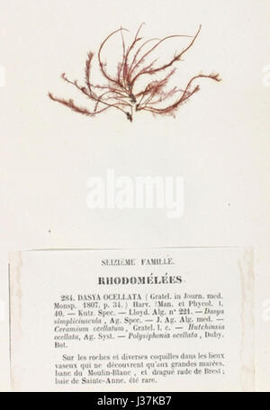 Dasya ocellata; Seaweed Stock Photo - Alamy