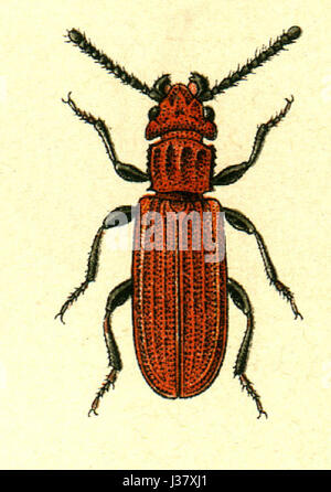 Red Flat Bark Beetle (Cucujus clavipes Stock Photo - Alamy
