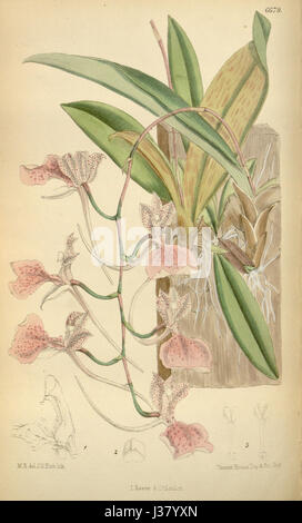 This botanical illustration from Curtis' 109 (1883) depicts Crepidium ...