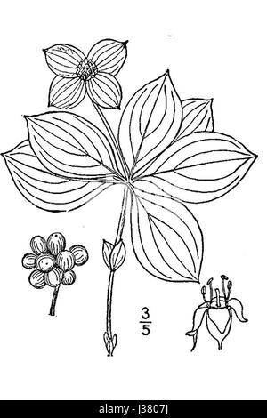 Cornus canadensis, commonly known as the bunchberry, is a flowering ...