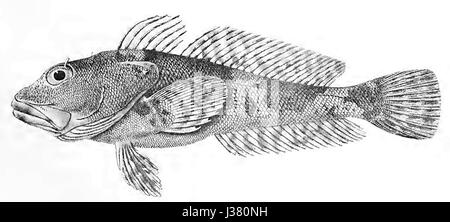 Cottoperca gobio-PlateIV fig3 Regan1913 Stock Photo - Alamy