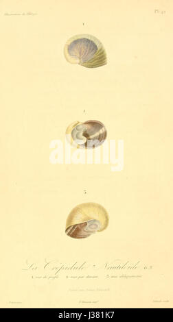 Common slipper shell (Crepidula fornicata), snail shell, snail shells ...