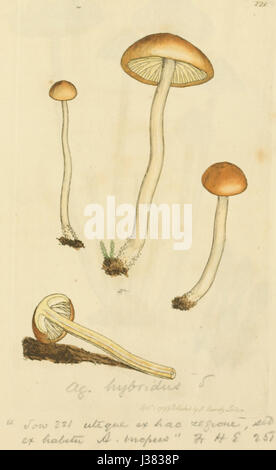 This illustrated guide to British fungi, specifically the *Agaricus ...
