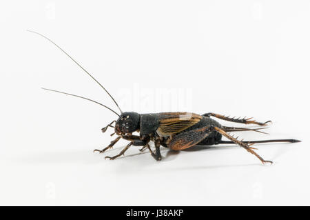 Fall Field Cricket (Gryllus pennsylvanicus Stock Photo - Alamy