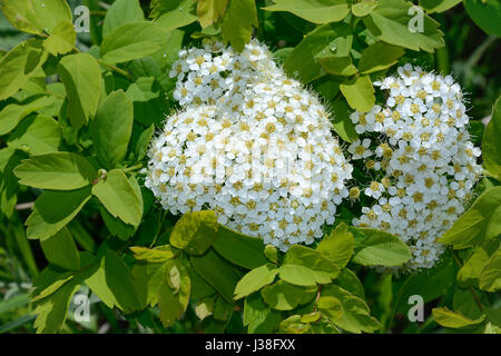 Spiraea - the ornamental shrub blooms with white flowers. Blossoming ...