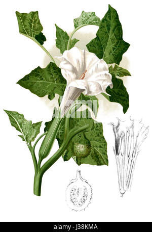 The flowers of the Datura Metel plant that are in bloom are a ...
