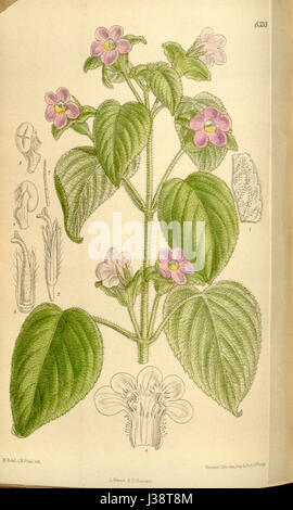'Chirita rupestris 136 8333' is a botanical illustration that showcases ...