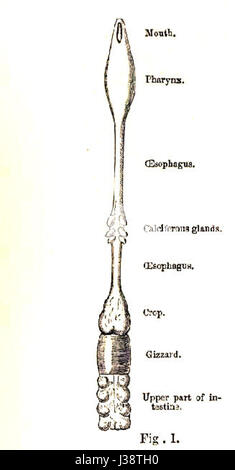 Darwin, Earthworm, Fig. 3 Stock Photo - Alamy