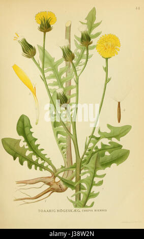 Crepis biennis, commonly known as the smooth hawk's-beard, is a ...