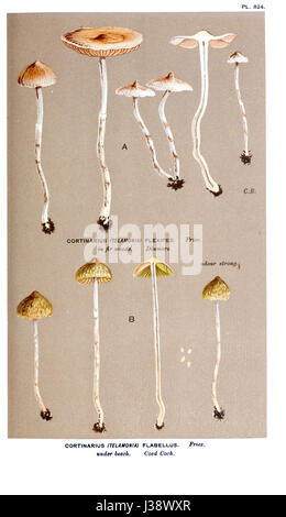 This plate in the 'Illustrations of British Fungi' provides visual ...