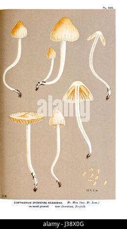 An illustration from 'Illustrations of British Mycology' depicting ...