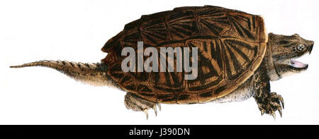Common Snapping Turtle (Chelydra serpentina) immature, swimming ...