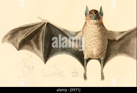 Common Vampire Bat (Desmodus rotundus) moving on ground, French Guyana ...