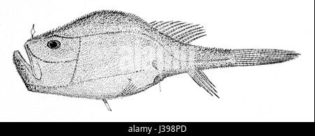 Chaunax pictus, a species of deep-sea fish, is known for its unique ...