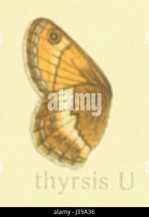 This work details the history of European butterflies, featuring ...