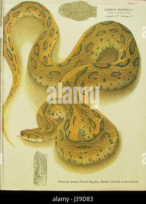 Russell's viper is a species of venomous snake in the family Viperidae ...