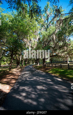 southern plantation large trees with Spanish Moss Stock Photo - Alamy