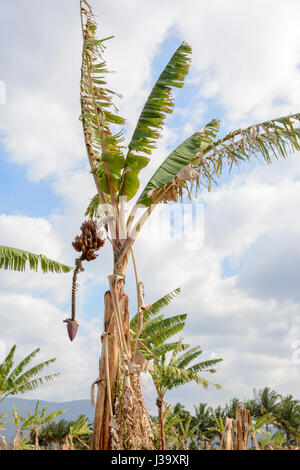 Red dacca bananas (Musa acuminata) growing on tree, Spice farm ...