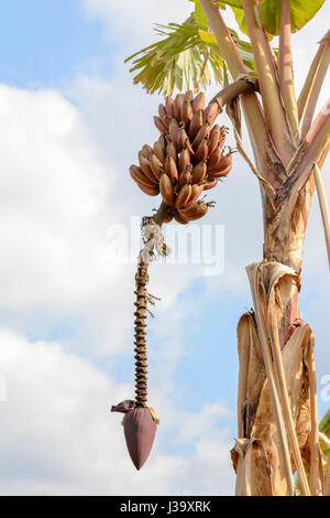 Red dacca bananas (Musa acuminata) growing on tree, Spice farm ...