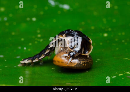 Firefly is eating a snail Stock Photo - Alamy