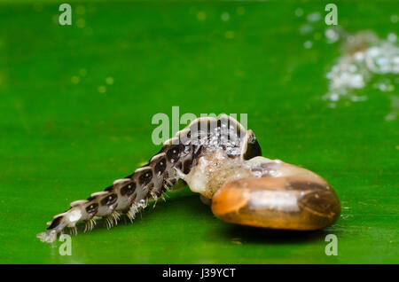 Firefly is eating a snail Stock Photo - Alamy