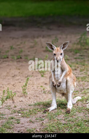 Kangaroo in the clearing, portrait Stock Photo - Alamy