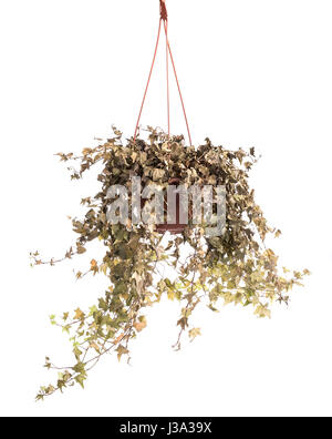 Dry, withered leaves of ivy plants on white wall background. Autumn ...