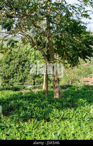 Tea plantation at Parisons Plantation Estate, Thalappuzha, Wayanad ...
