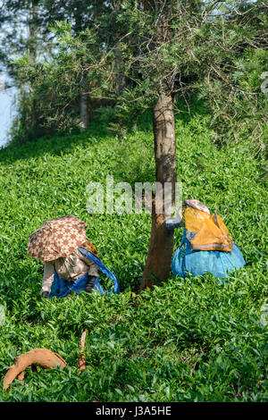 Tea plantation at Parisons Plantation Estate, Thalappuzha, Wayanad ...