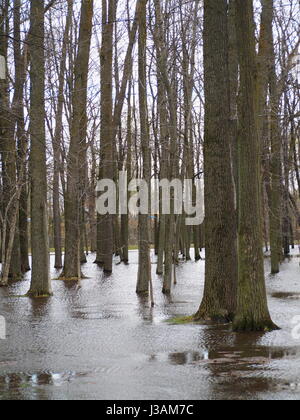 Spring flood and flooding of the forest Stock Photo - Alamy