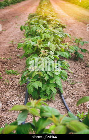Raspberry plantation orchard field Stock Photo - Alamy