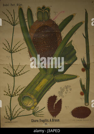 This work presents a study of freshwater organisms, focusing on species ...